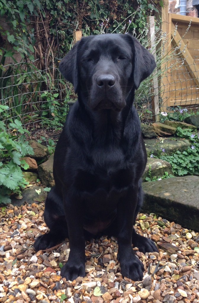 Magna Valleys Labradors
