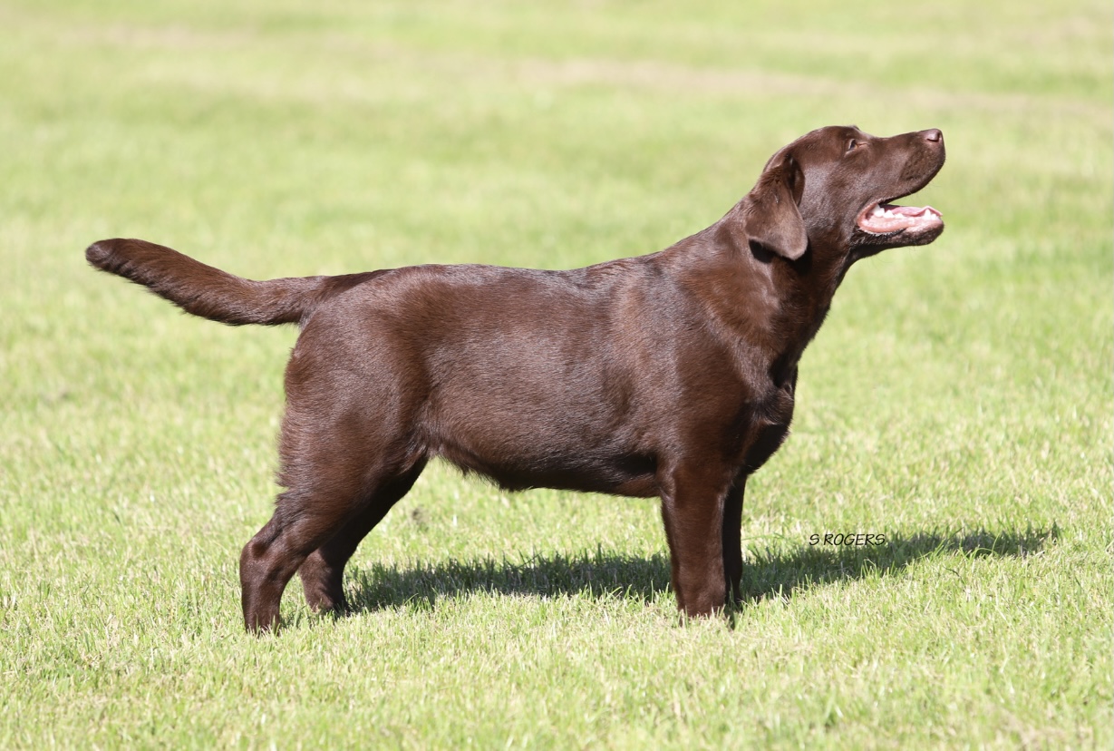 Magna Valleys Labradors